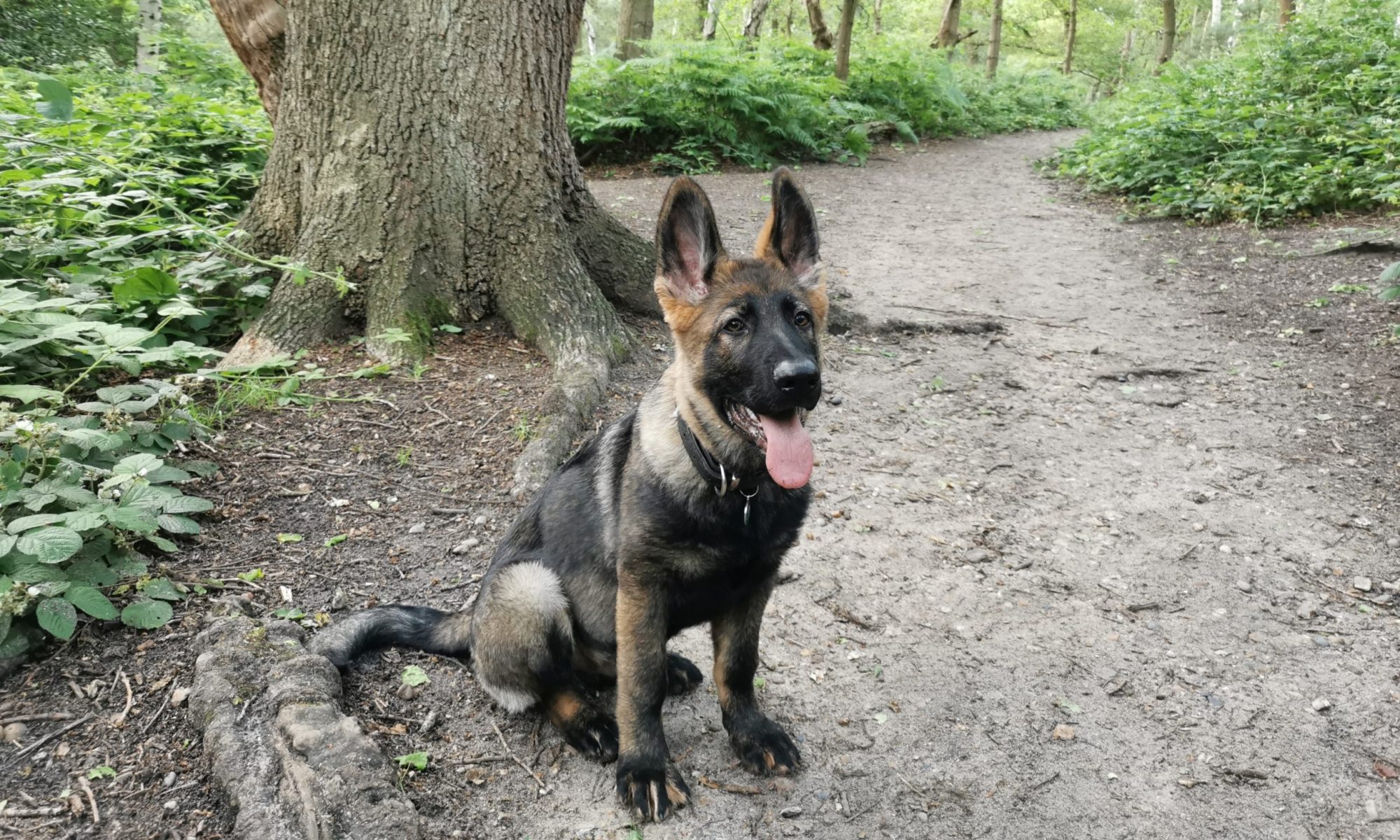 Dog Training Planet Dog And Puppy Training And Education Puppy Dog Training Planet Dog And Puppy Training And Education Puppy